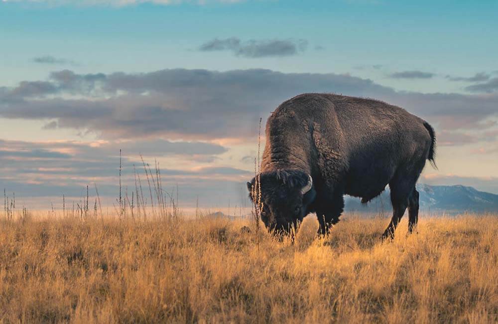 HUNT EXPO BISON HUNT FEB 2023 – MTN OPS